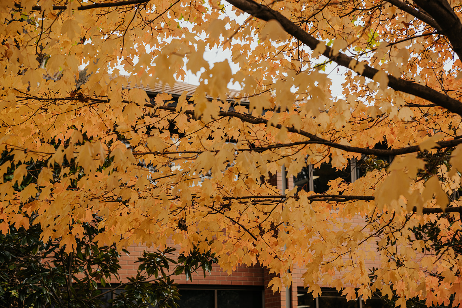 A fond farewell to Canberra’s Autumn leaves - HorizonOne
